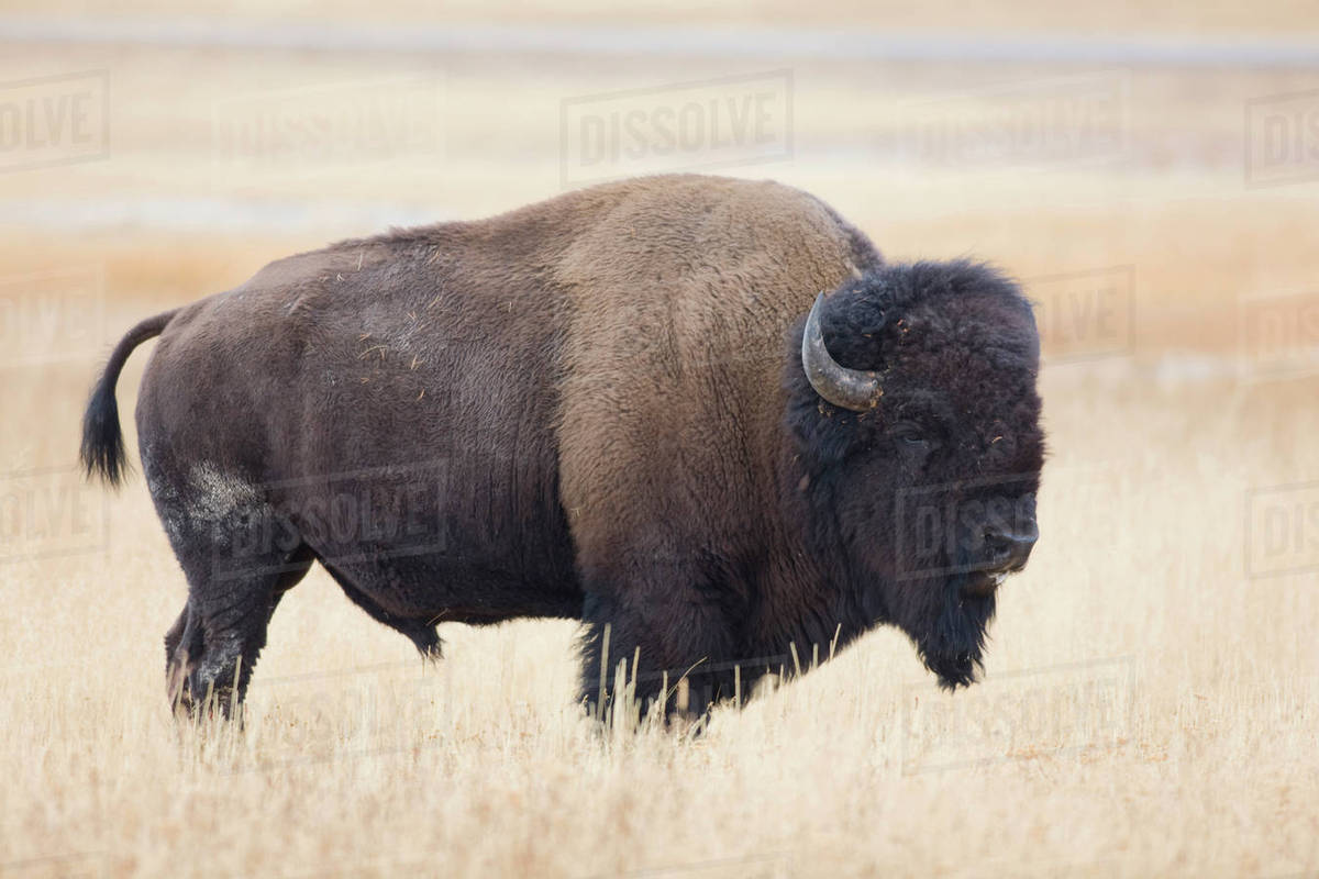WY, Yellowstone Naional Park, Bison bull, in the Lamar Valley (Bison ...