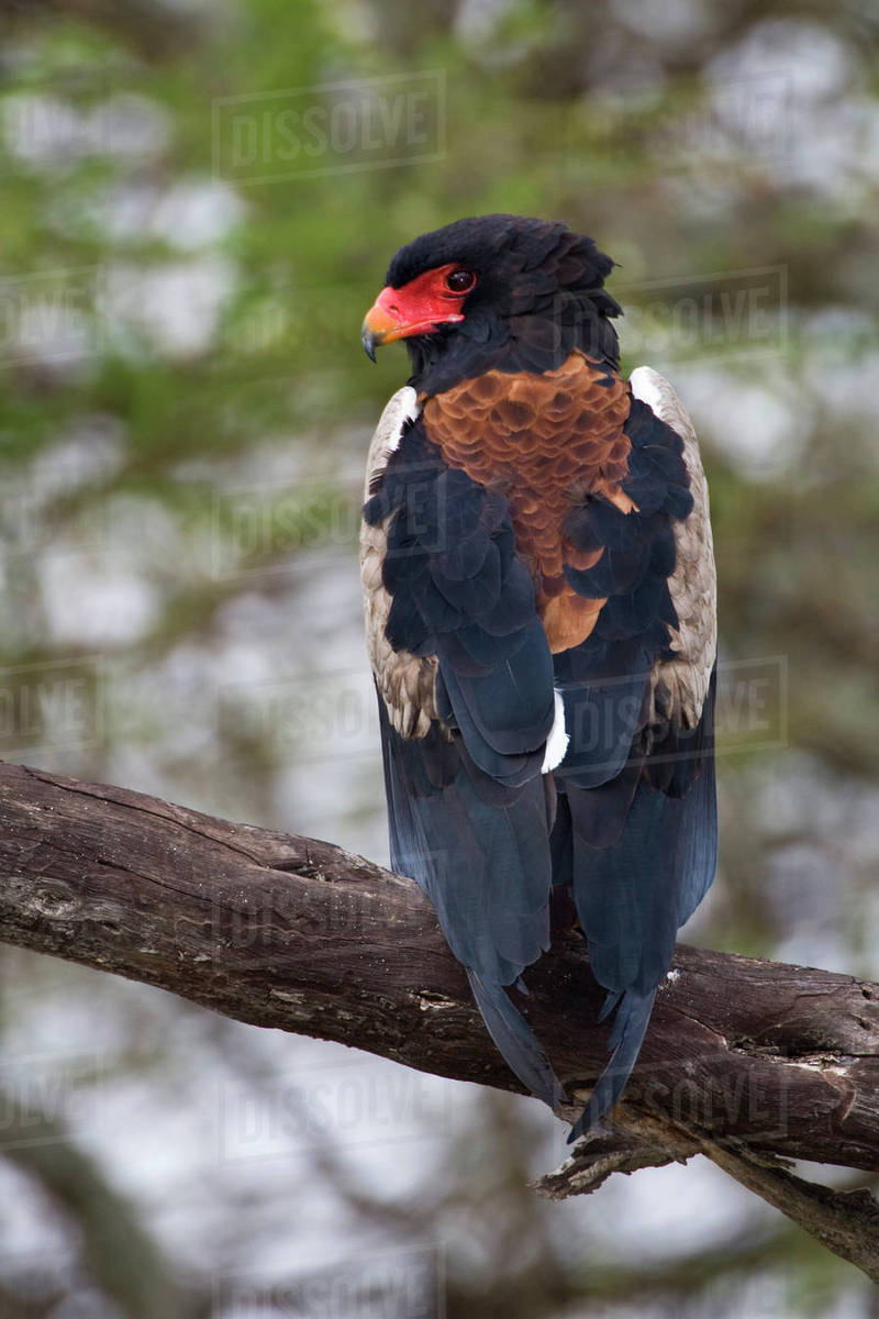 Africa. Tanzania. Male Bateleur Eagle at Tarangire National Park ...