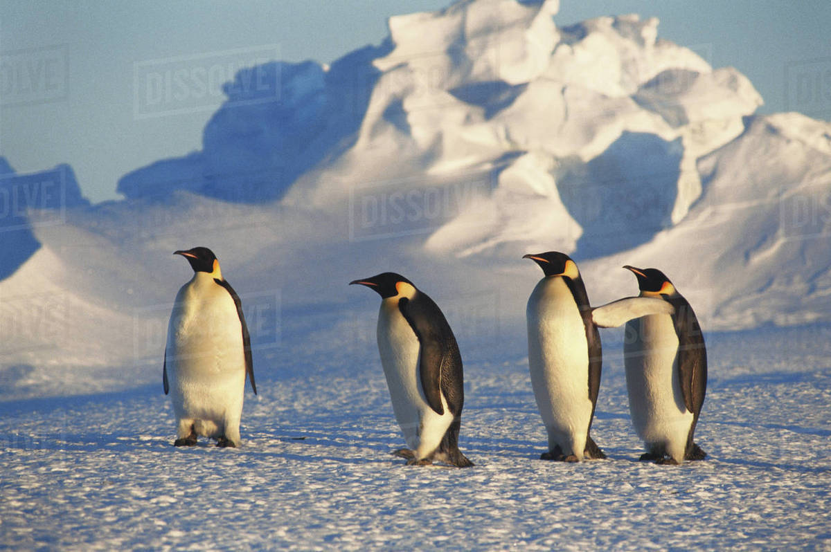 Antarctica, Emperor Penguins walking on landscape - Stock Photo - Dissolve