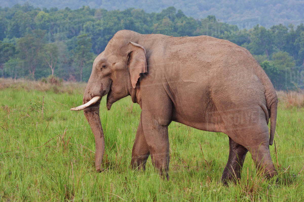 Indian Asian Elephant (tusker), Corbett National Park, India. - Stock ...