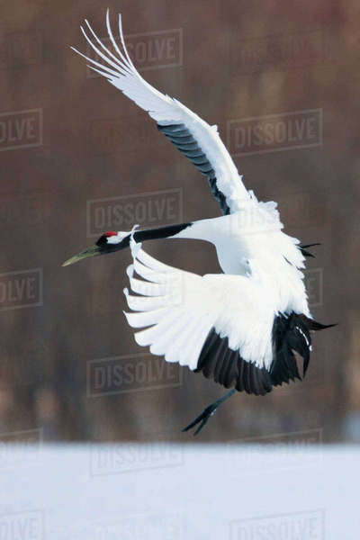 Japanese crane, Hokkaido, Japan. - Stock Photo - Dissolve