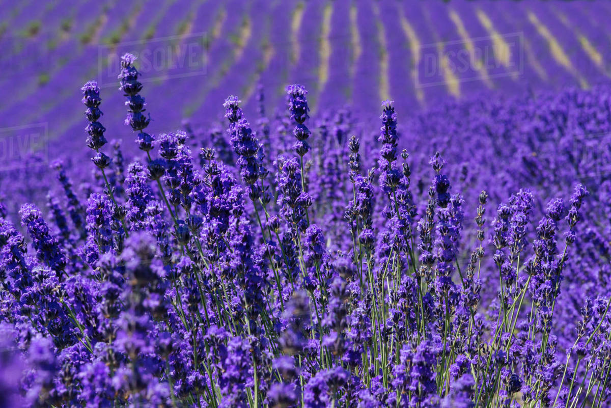 Lavender farm, Furano, Hokkaido Prefecture, Japan - Stock Photo - Dissolve