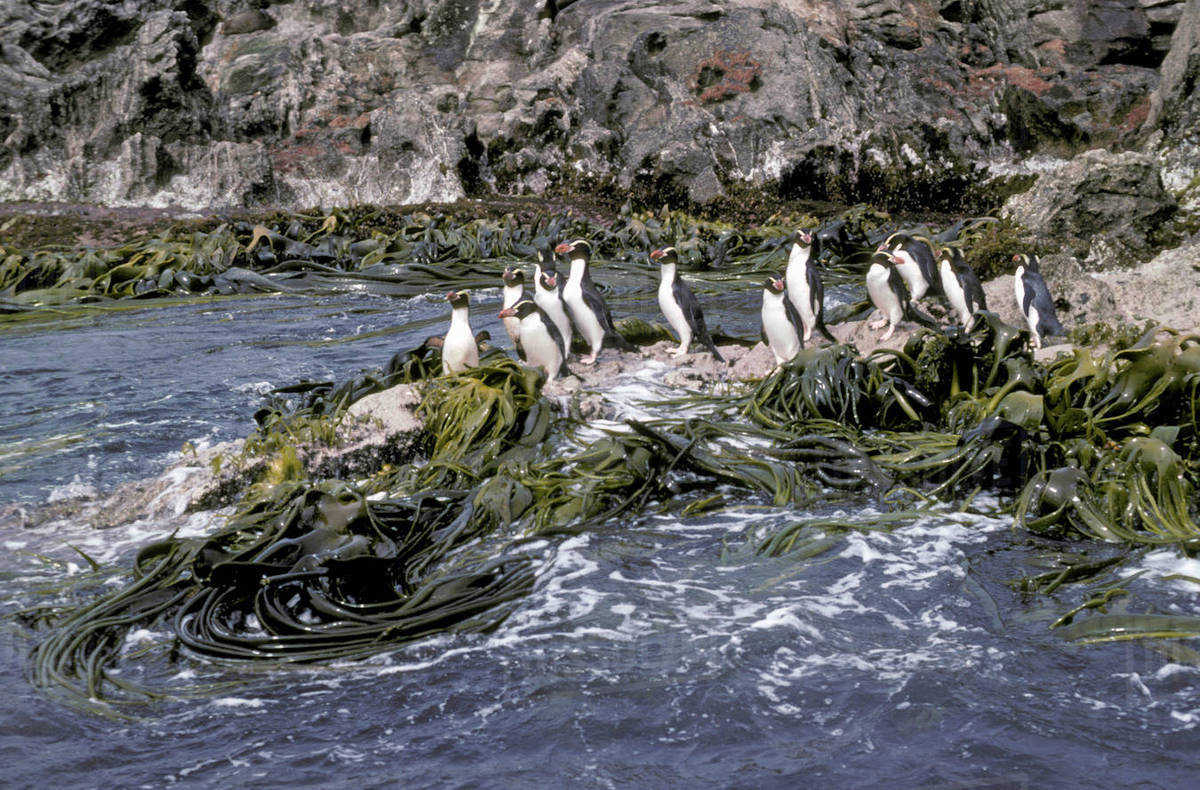 New Zealand, Sub-Antarctic Islands, Snares Island, Snares Penguin ...
