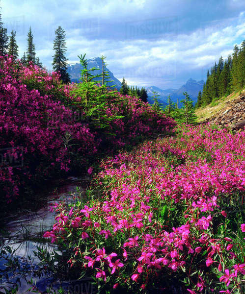 Wildflowers in Banff National Park. Alberta, Canada. - Stock Photo ...