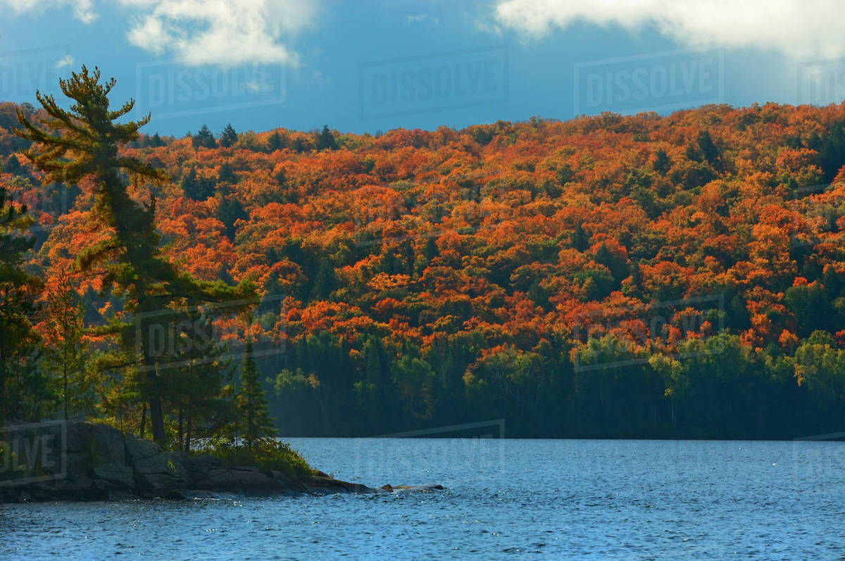 Canada, Ontario, Algonquin Provincial Park. Hill covered in autumn ...