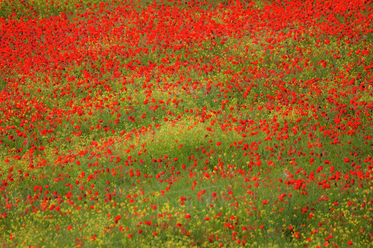 Europe, Italy, Tuscany. Poppy Fields In Full Bloom - Stock Photo - Dissolve