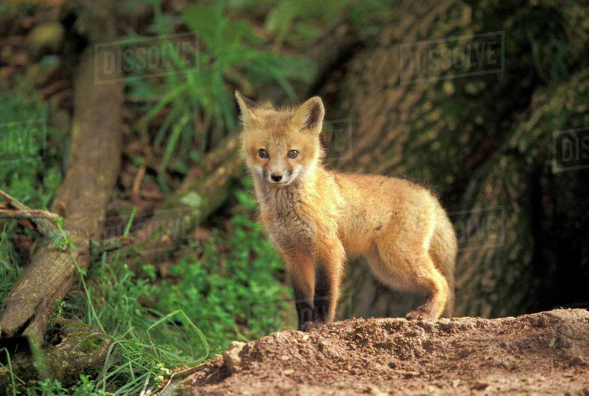 Red Fox pup in front of den (Vulpes vulpes) - Stock Photo - Dissolve