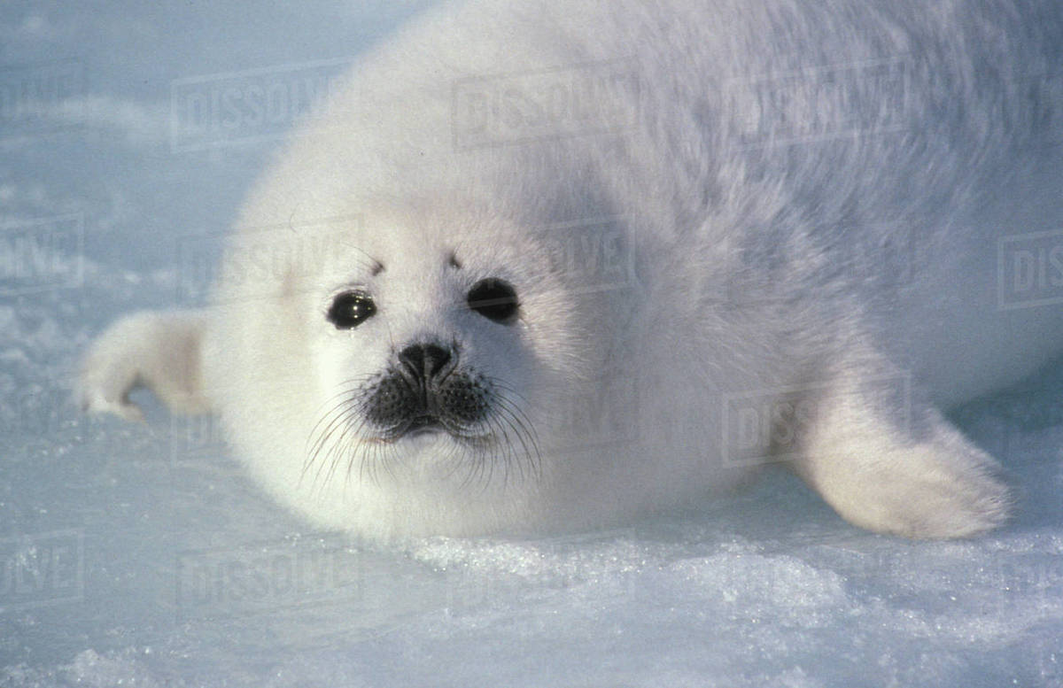 Harp seal (Phoca groenlandica) A week-old harp seal pup on ice at the Gulf of St. Lawrence ...