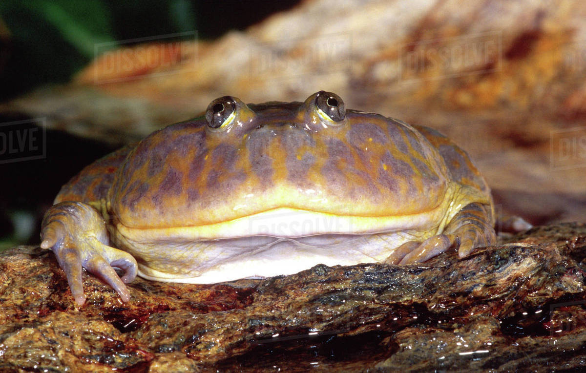 Budgett's Frog, Lepidobatrachus asper, Native to Paraguay - Stock Photo ...