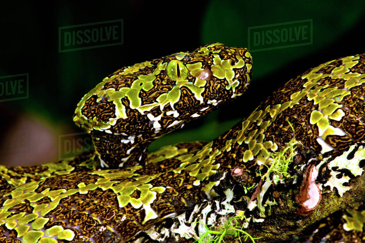 Mangshan's Viper, Zhaoermia mangshanensis, Native to China - Stock ...