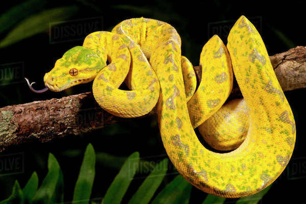 Green Tree Python, Morelia (Chondropython) viridis, Native to New ...