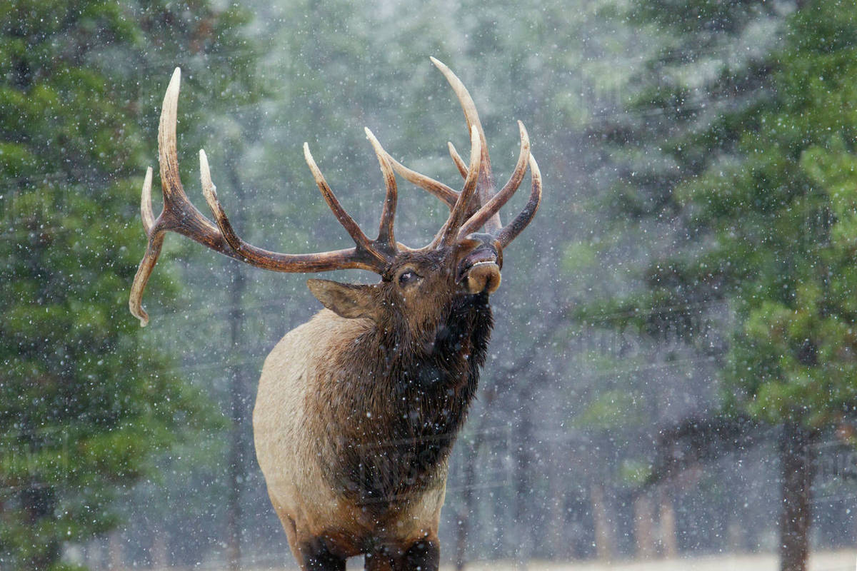 Rocky Mountain Bull Elk, autumn snow - Stock Photo - Dissolve