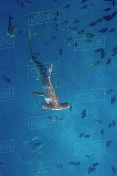 Scalloped Hammerhead Shark (Sphyma lewini) being released into the ...