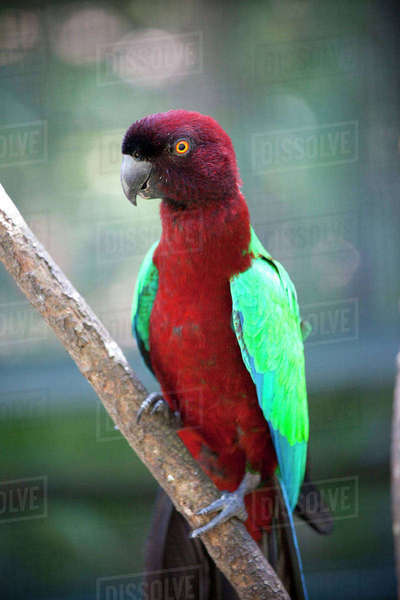 Red-Breasted Musk Parrot (Prosopeia tabuensis taviunesis), Kaka, Kula ...