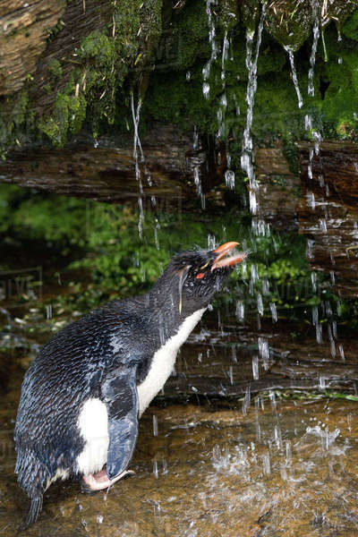 Falkland Islands, Saunders Island, The Shower. Rockhopper Penguin ...
