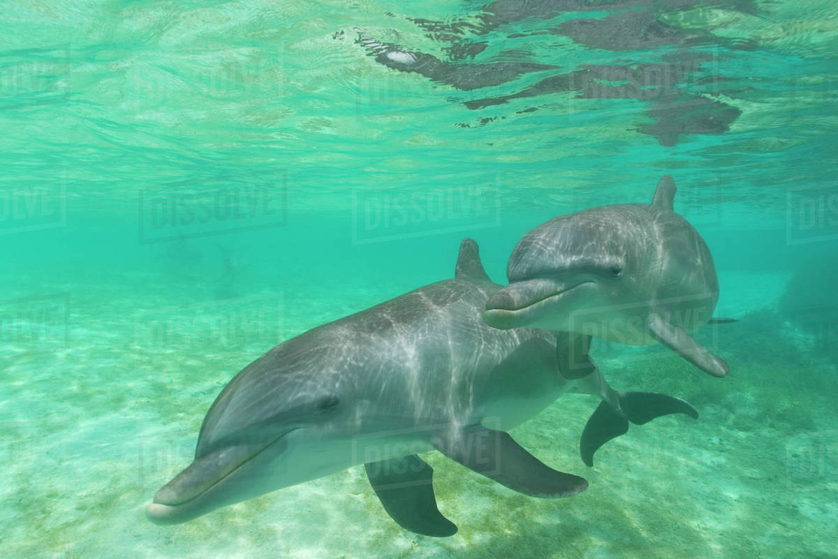 Bottlenose Dolphins (Tursiops truncatus) Caribbean Sea near Roatan ...