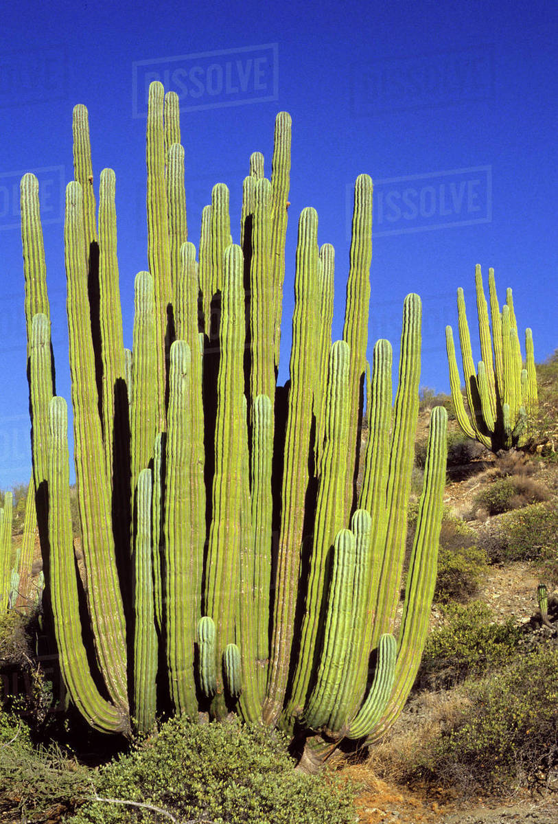 Giant Cardon Cactus, Baja California, Mexico. - Stock Photo - Dissolve