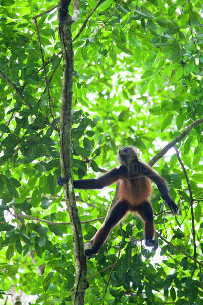 Geoffroy's Spider Monkey (Ateles geoffroyi) aggressively screams and ...