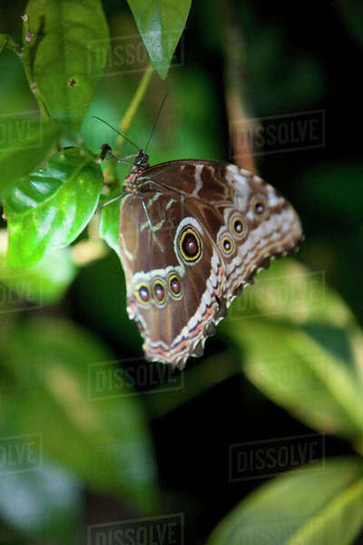 Ventral wing pattern of the Blue Morpho Butterfly (Morpho peleides ...