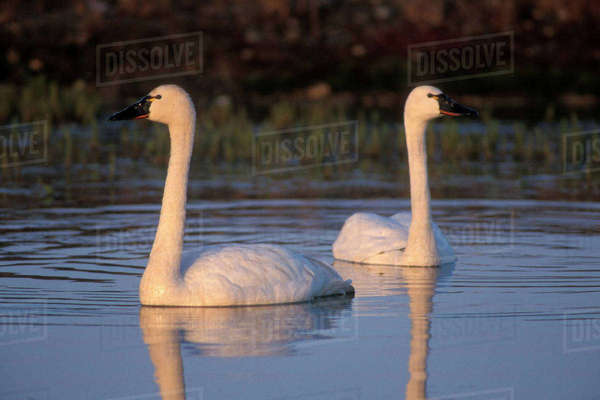 Whistling swan or tundra swan, swimming in the 1002 coastal plain of ...