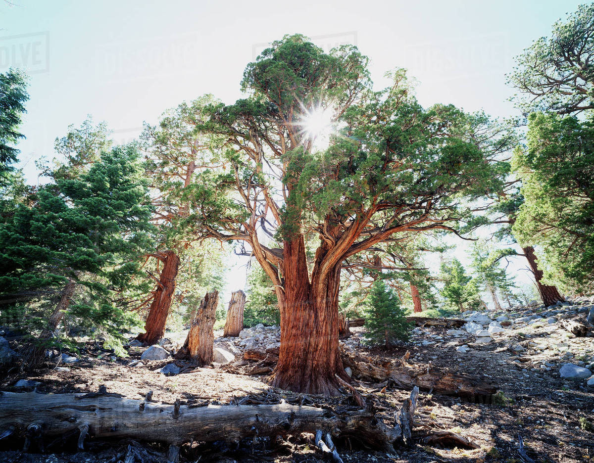California, Sierra Nevada Mountains, Inyo National Forest, The sun's ...