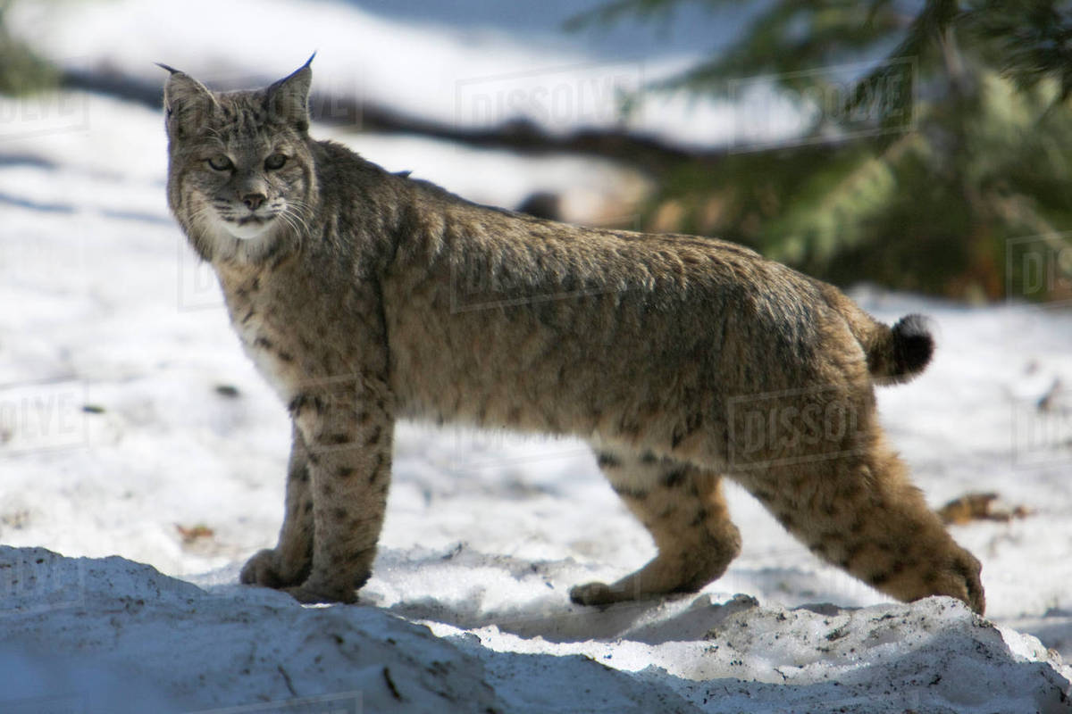 A Bobcat (Lynx rufus) pauses while crossing a snowy meadow in Yosemite ...