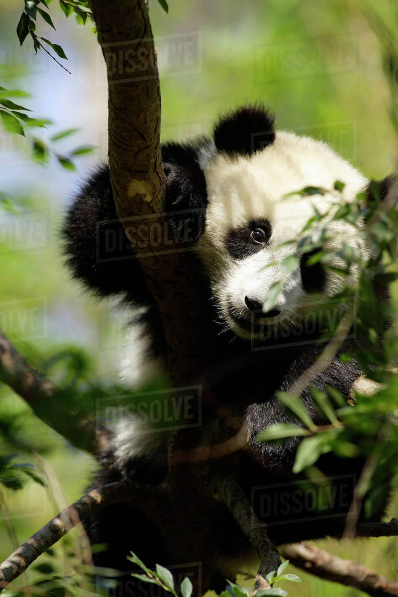 Su Lin resting at 48lbs Giant Panda (Ailuropoda melanoleuca) Giant ...