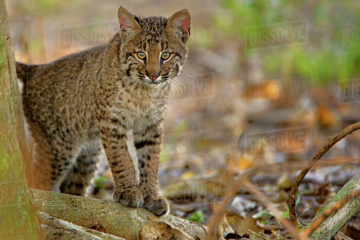Bobcat, Felis rufus, Wakodahatchee Wetlands, Delray Beach, Florida ...