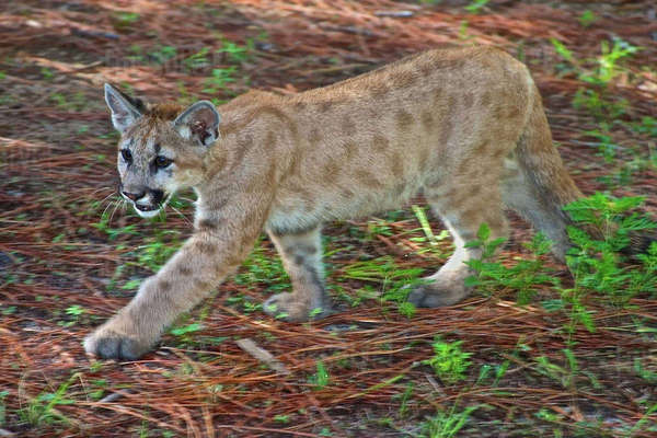 USA, Florida, panther, captive. - Stock Photo - Dissolve