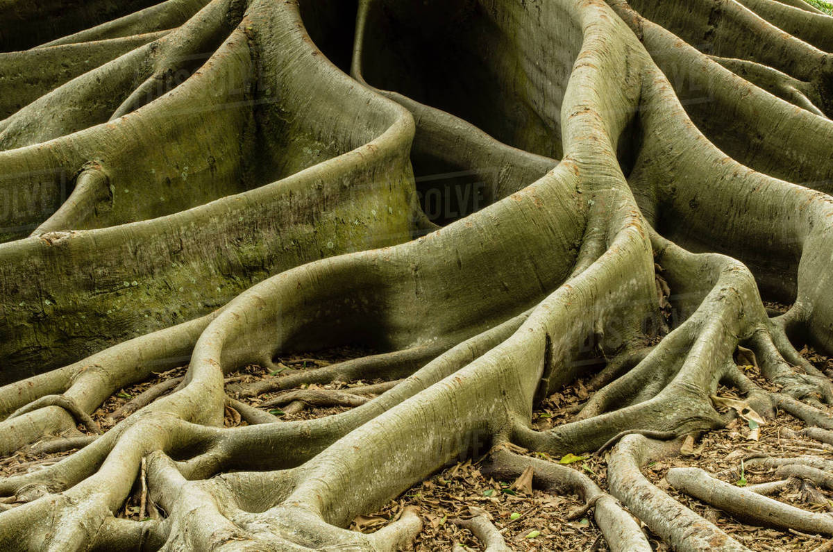 USA, Florida, Sarasota. Buttress roots of large evergreen banyan tree ...