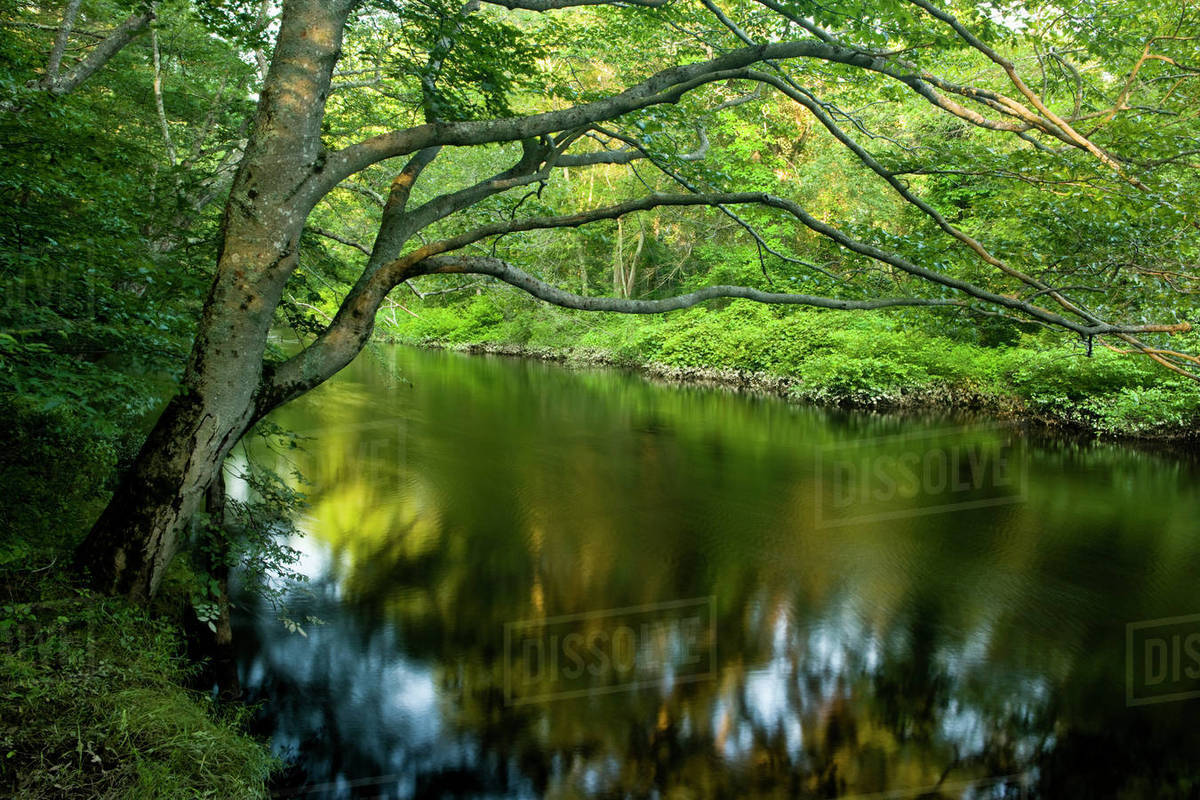 The Taunton River in Bridgewater, Massachusetts. Summer. Recently ...