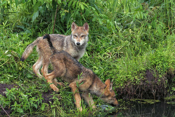 USA, Minnesota, Sandstone, Minnesota Wildlife Connection. Grey wolf ...