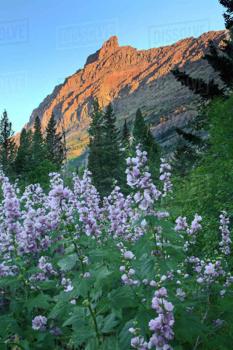 Montana Flowers | Best Flower Site