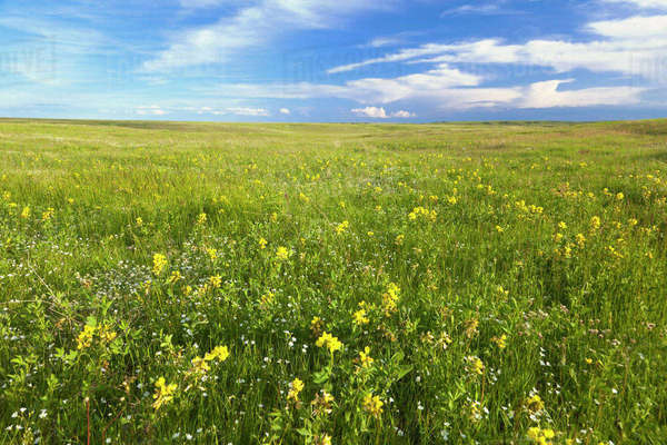 Yellow pea and mouse-eared chickweed wildflowers in short grass prairie ...