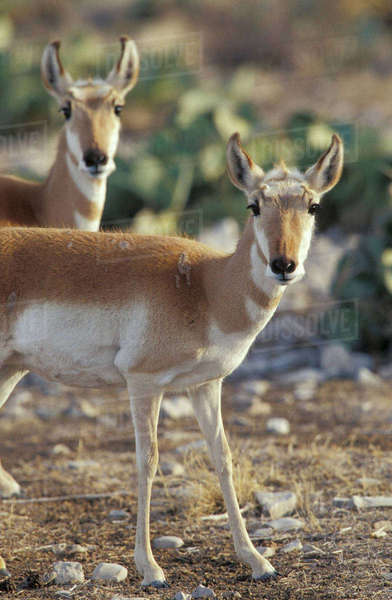 Pronghorn antelopes in the southern desert, Antilocapra americana ...