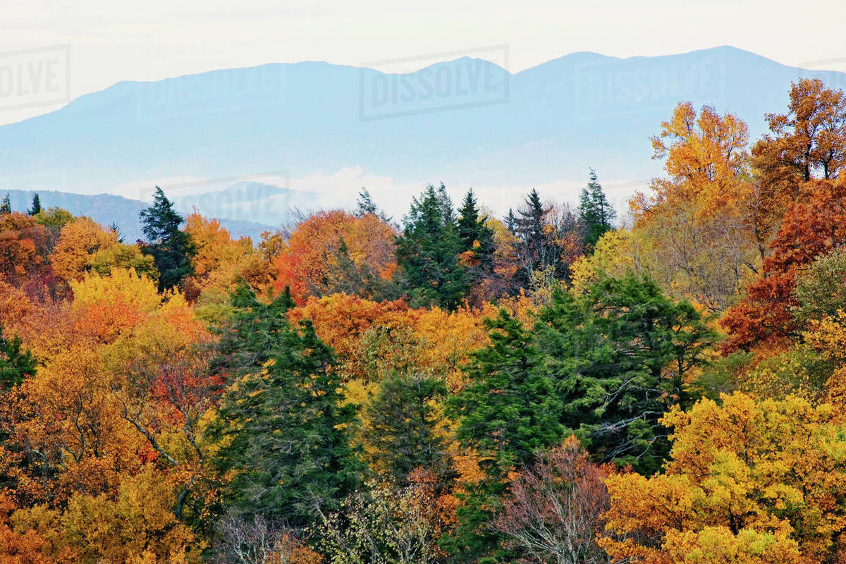 Fall colors in the southern Appalachian Mountains near Grandfather ...