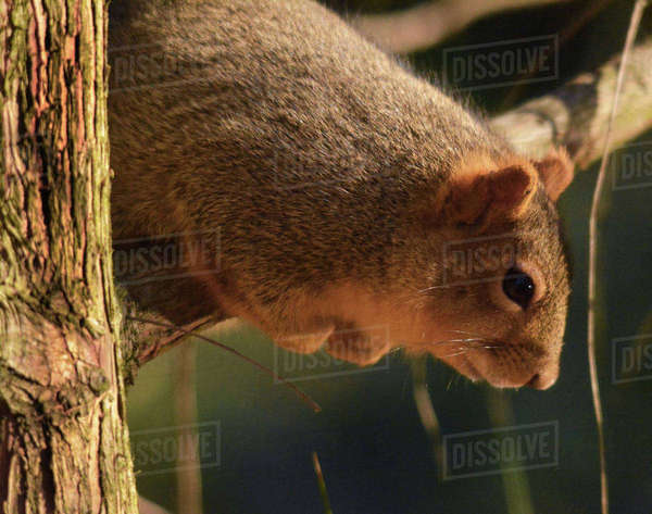 Grey squirrel on tree, Crystal Springs Rhododendron Garden, Portland ...