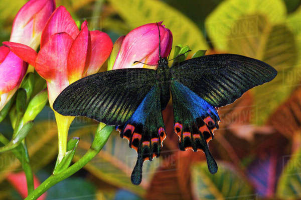 Luzon Peacock Swallowtail Butterfly from Philippines, Papilio hermeli ...