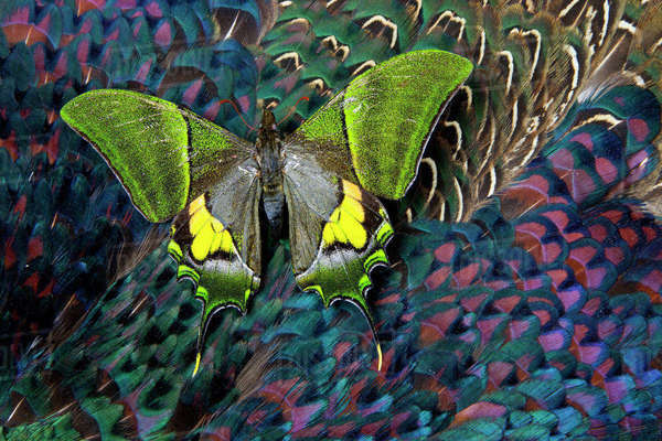 Imperial Butterfly, Teinopalpus imperialism, on Breast Feathers of Ring ...