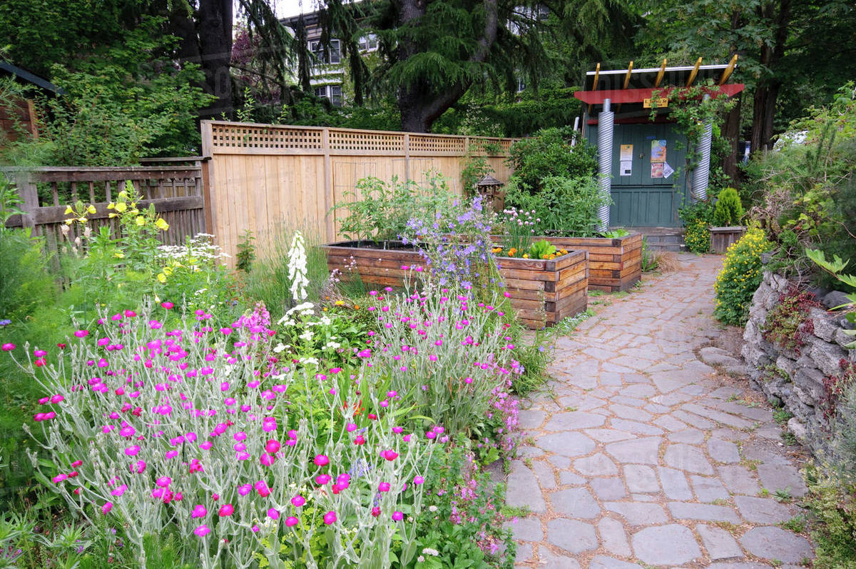 Seattle community garden (P-Patch) with decorative shed. - Stock Photo ...