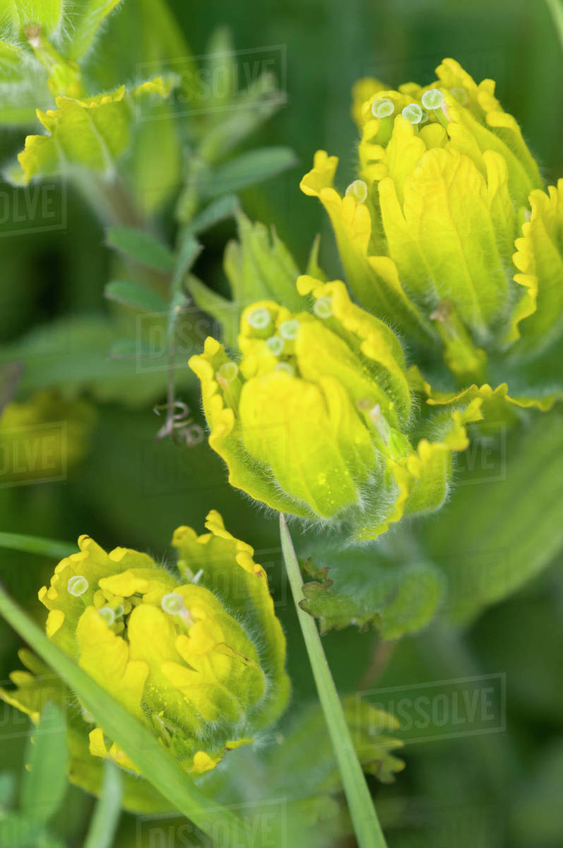 Indian Golden Paintbrush (Castilleja levisecta) Once prevalent in the ...