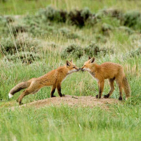 Red Fox (Vulpes Fulva) Kits at den near Saratoga, Wyoming - Stock Photo ...