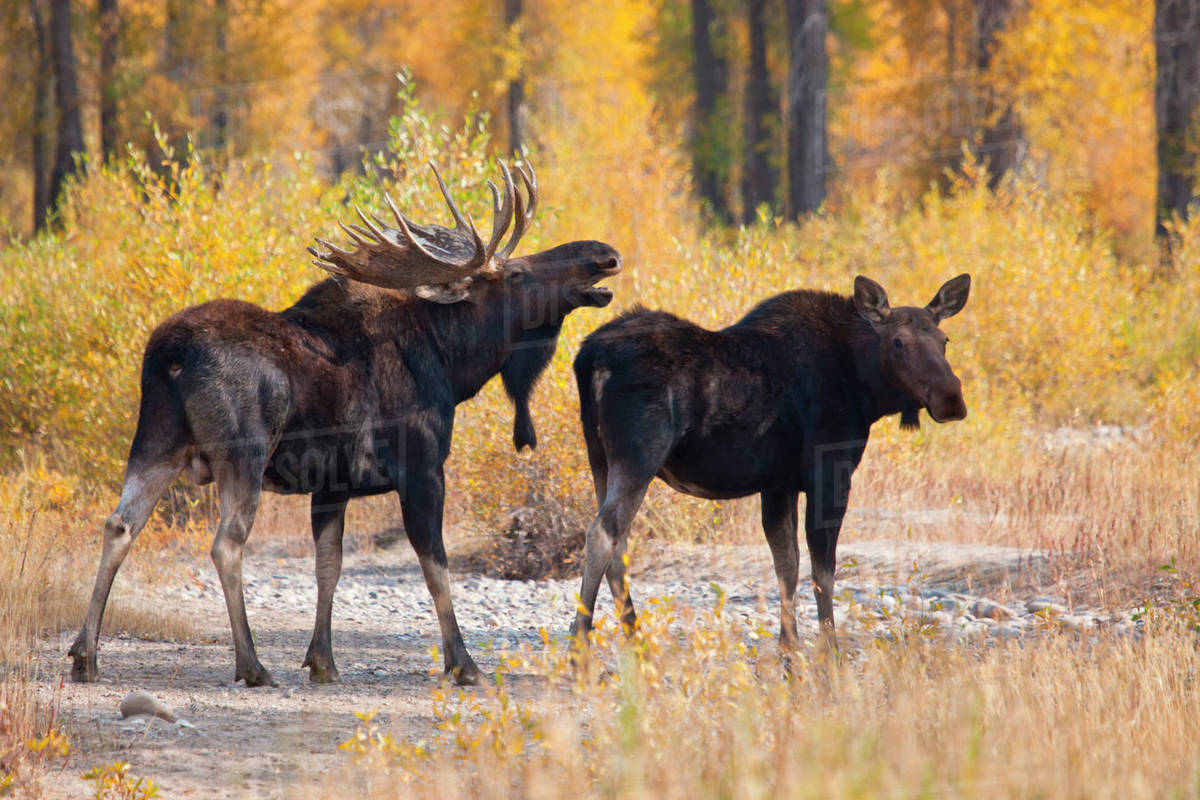 Bull Moose Breeding Cow - All About Cow Photos