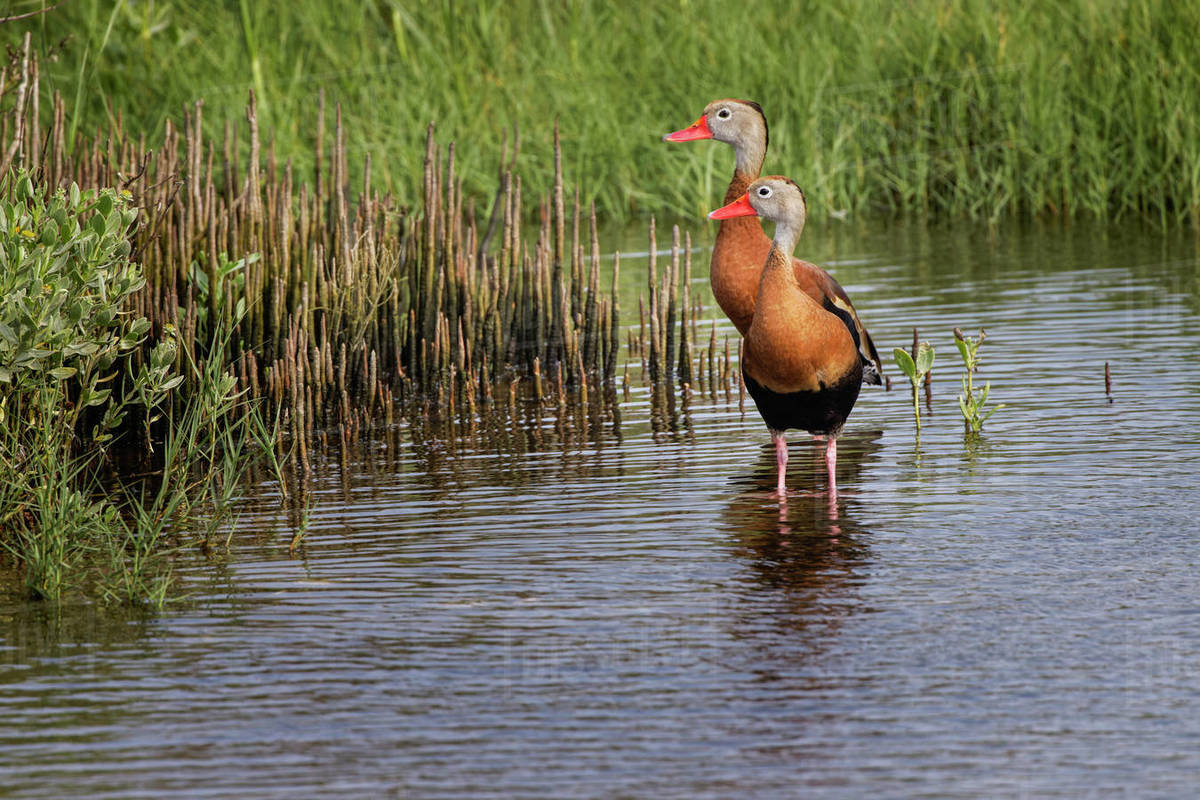 Pair of Black-bellied whistling ducks, South Padre Island - Stock Photo ...