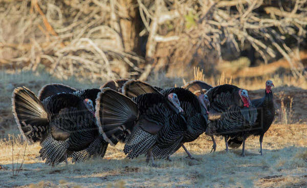 Merriam's turkeys, competing toms - Stock Photo - Dissolve
