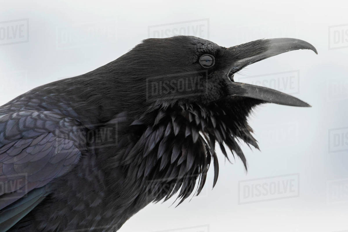 Common raven calling - Royalty-free Stock Photo | Dissolve
