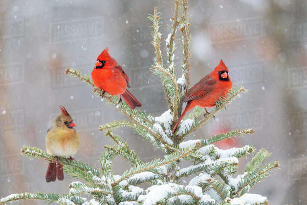 Northern cardinal males and female in spruce tree in winter snow ...