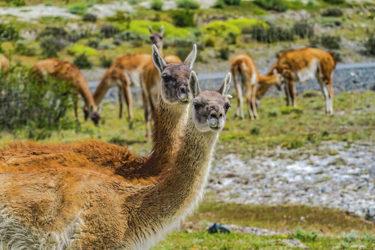 Guanacos wild lamas eating Salt, Atacama Salt Flats, Torres del Paine ...
