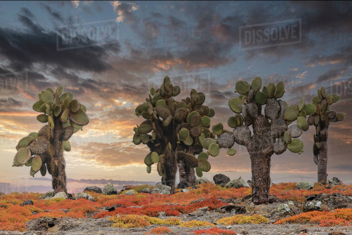 Carpet weed along with Opuntia prickly pear cactus at sunset, South ...