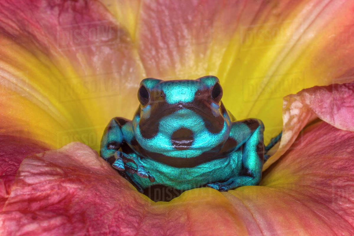 Costa Rica. Poison dart frog in flower. - Royalty-free Stock Photo ...